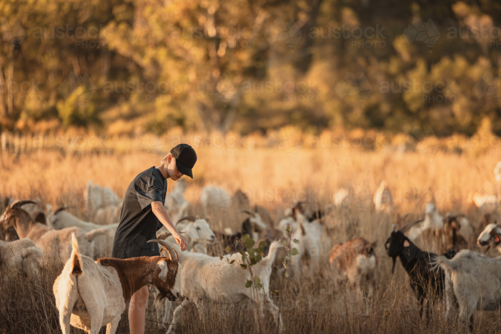 Image of Teenage boy interacting with goats in paddock - Austockphoto