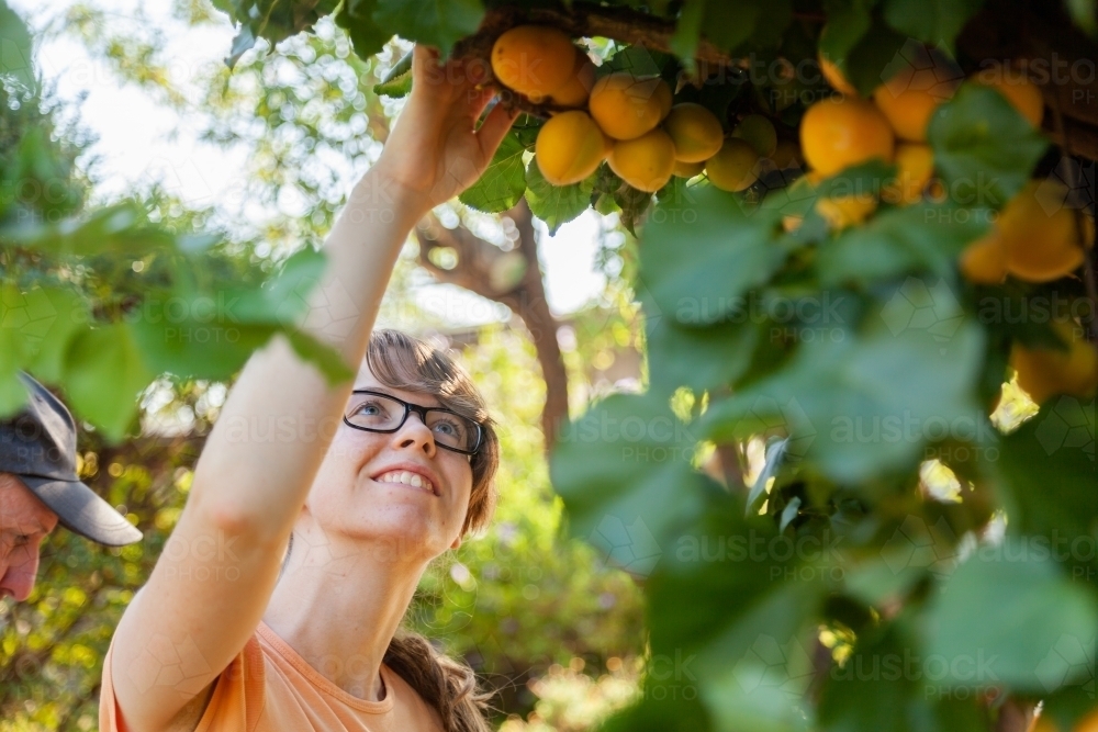 Image of Teenage girl picking ripe apricot fruit from tree - Austockphoto