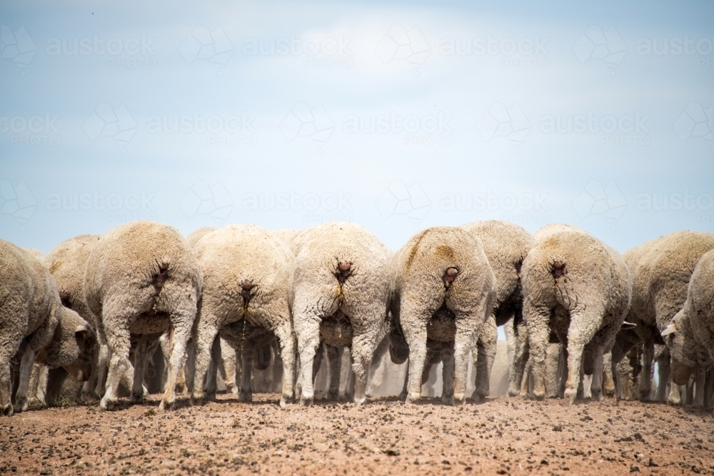 Image of The back of a group of sheep showing their behinds. - Austockphoto