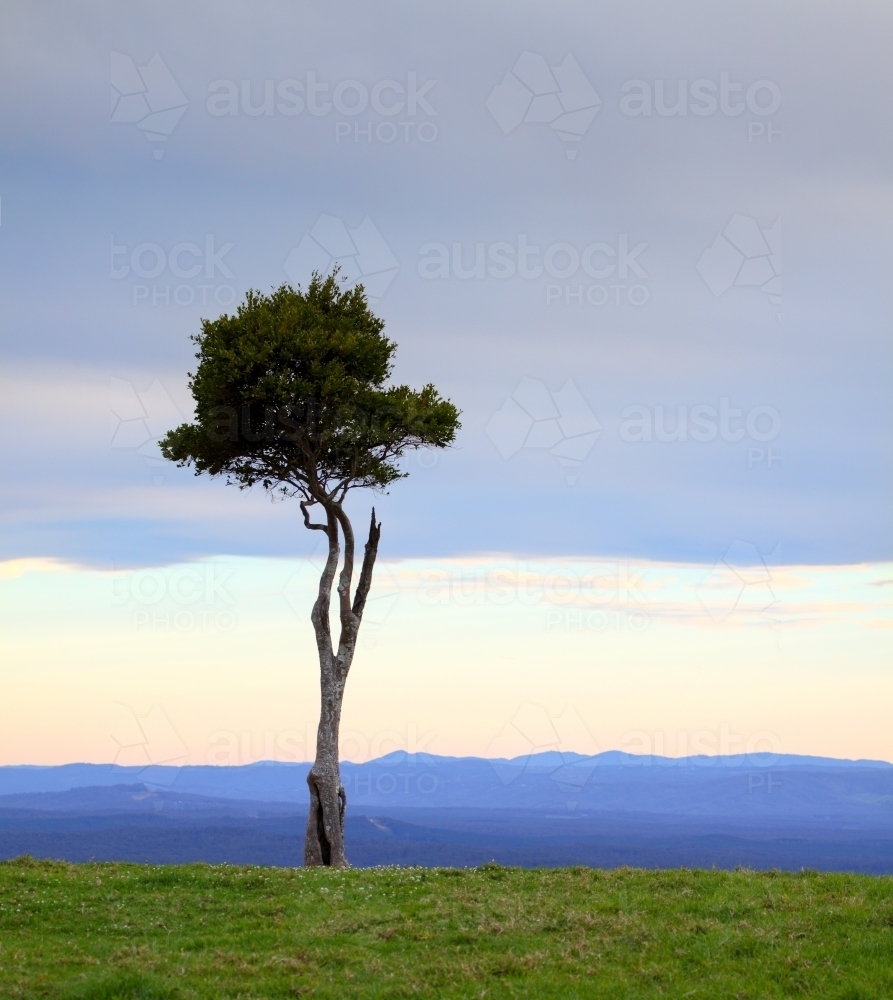 Image of The famed One Tree Hill tree in front of the Glasshouse ...