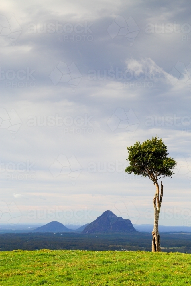 Image of The famed One Tree Hill tree in front of the Glasshouse ...
