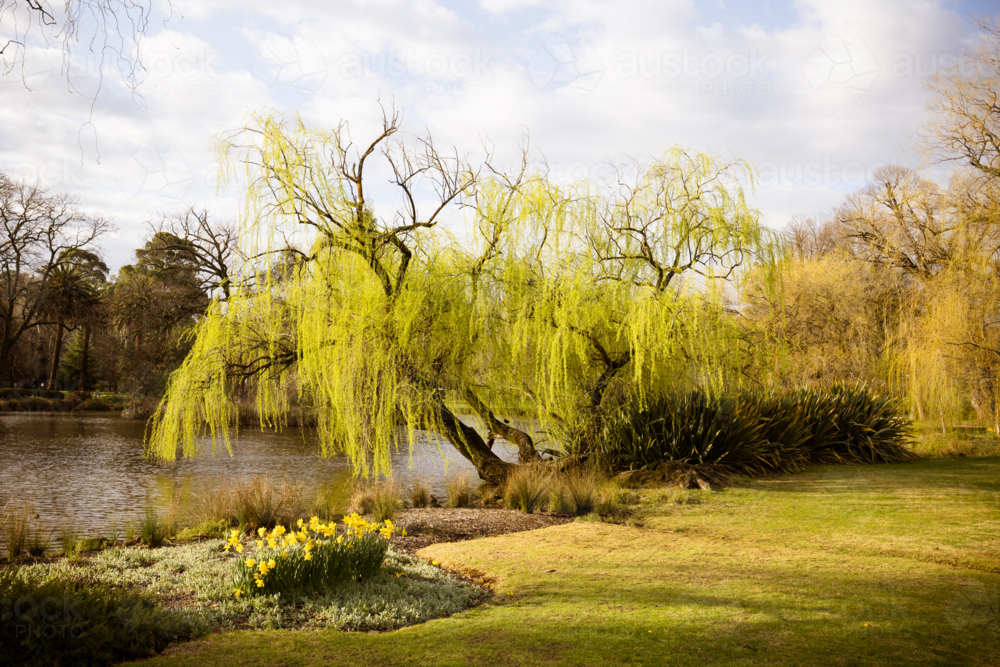 Image of The famous Castlemaine Botanical Gardens on a warm spring ...
