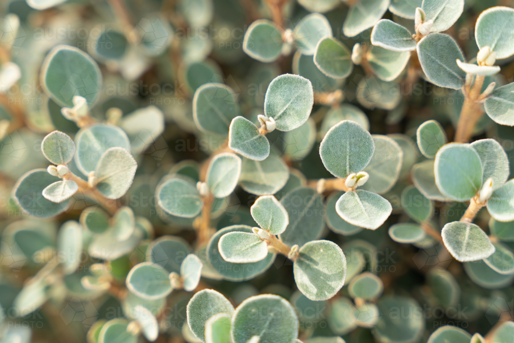 Image of The grey-green, ovoid, furry leaves of Correa alba, or white correa, seen from above ...