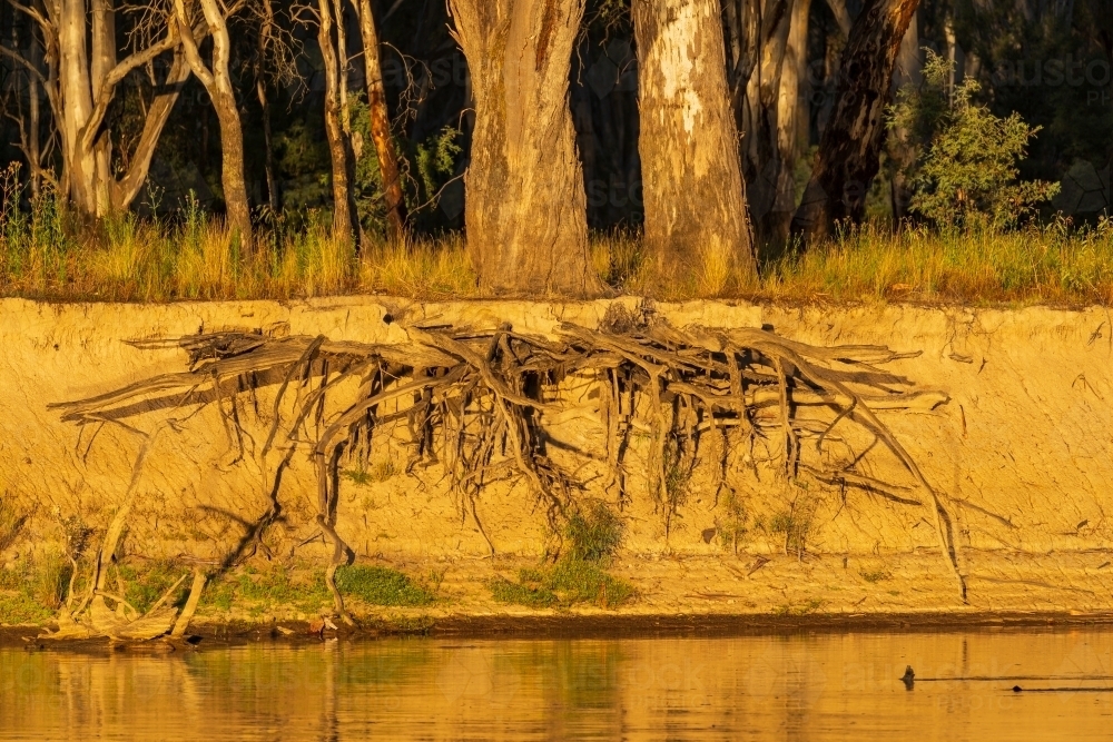 Image of The roots of gum trees poking out of the side of an eroded ...