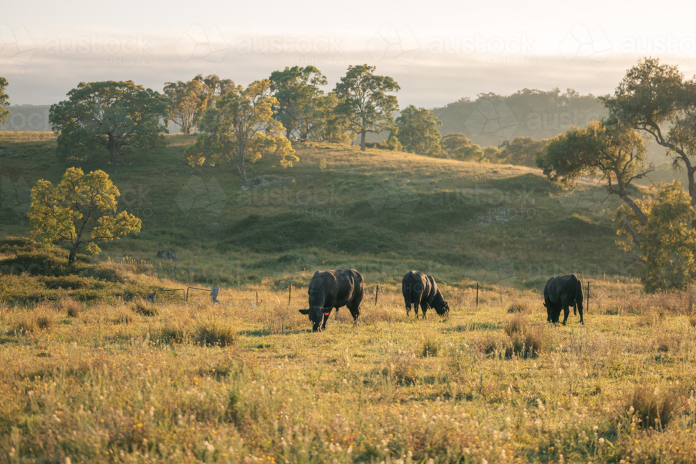Image of Three black angus bulls grazing in lush green pasture ...