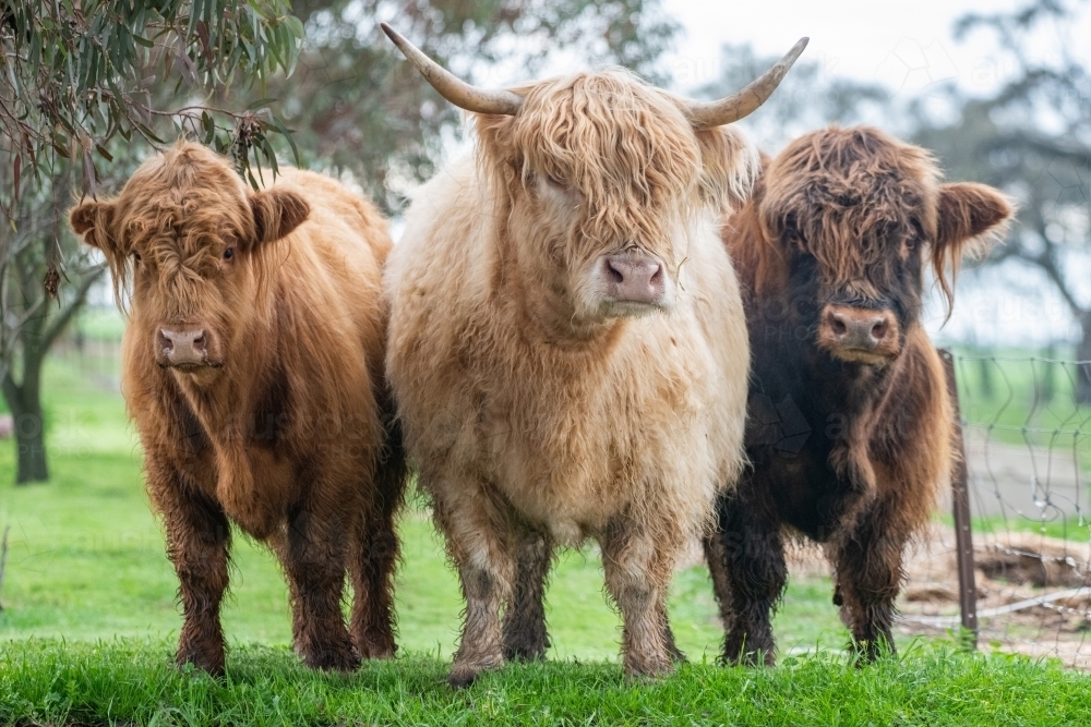 Image of Three brown highland cows standing together in paddock - Austockphoto