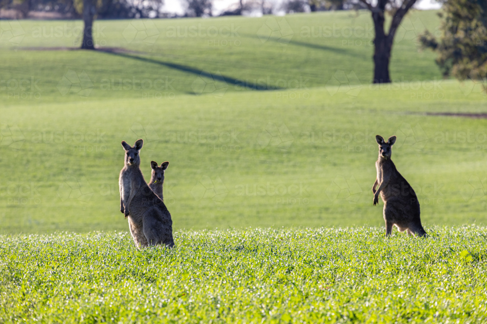 Image of Three cheeky kangaroos in a wheat crop, youngest kangaroo ...