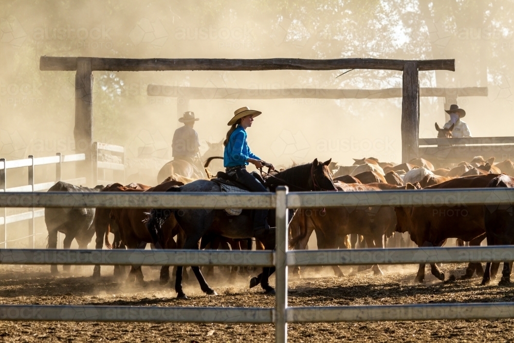 Image of Three horse riders working cattle into the dusty yards ...