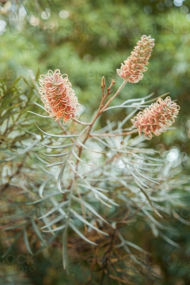 Image of Three pale orange grevillea flowers on a green bush - Austockphoto