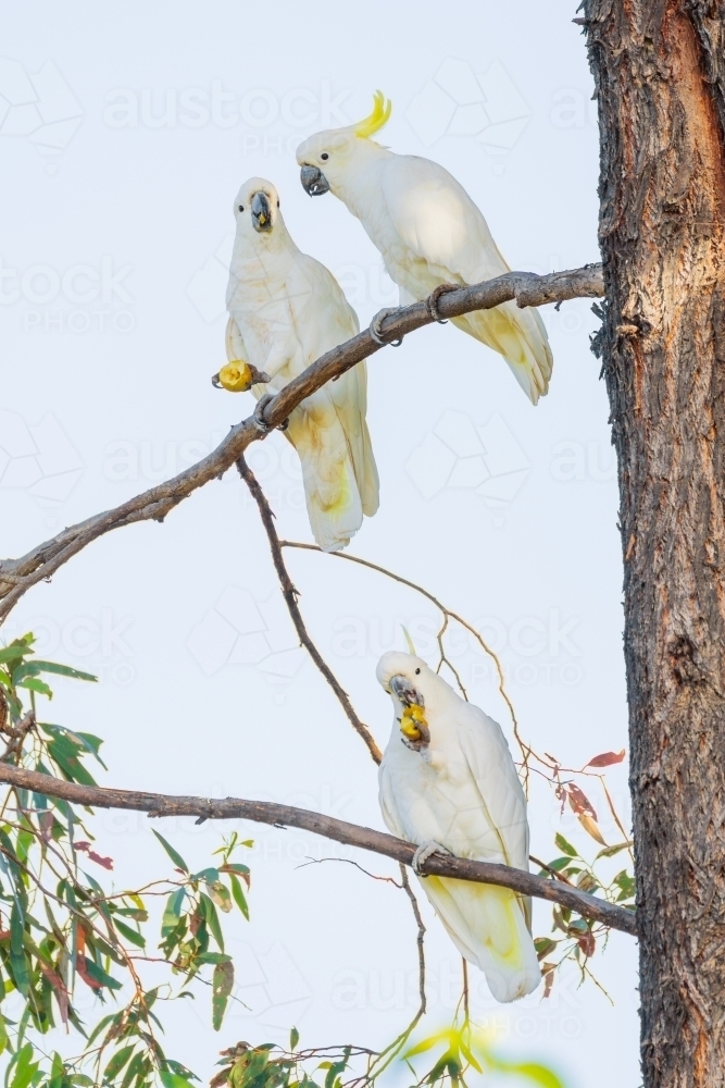 Image of Three Sulphur Crested Cockatoos sitting on the branch of a ...
