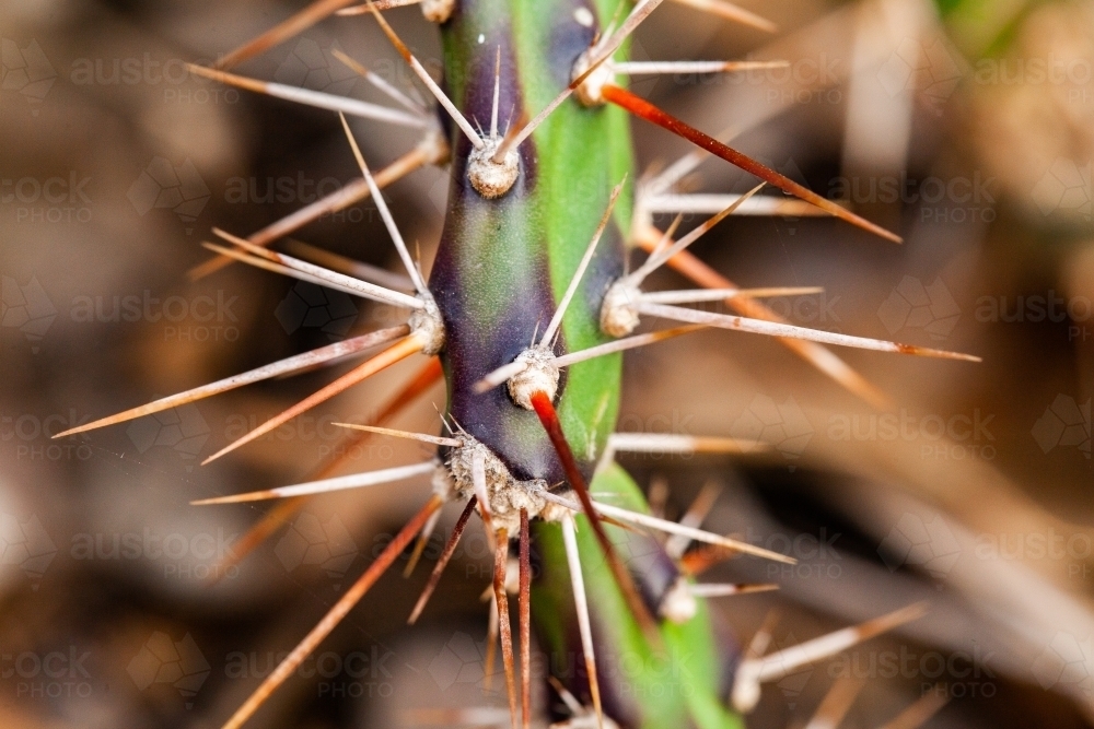 Image of Tiger-pear, jointed cactus - Austockphoto
