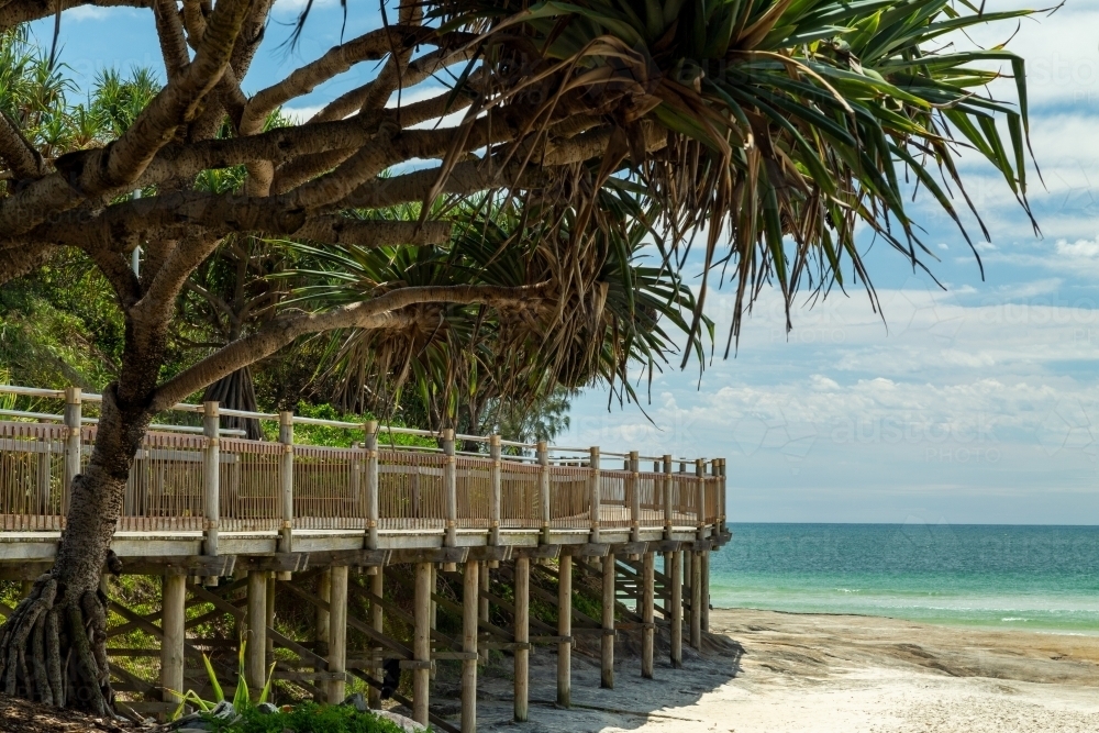 Image of Timber boardwalk and pandanus palm trees by the sea at ...