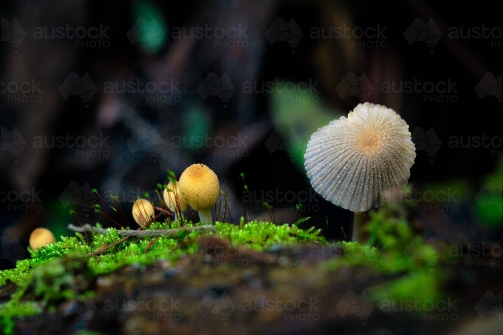 Image of Tiny Forest Fungi - Austockphoto