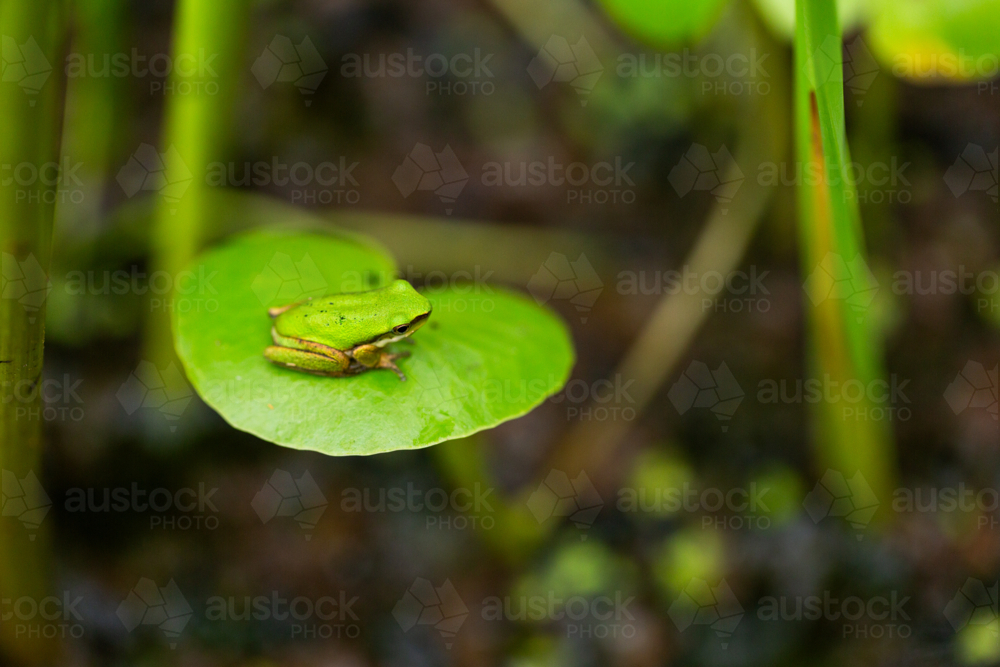Image of Tiny green native frog sitting on Water Fringe Lily pad leaf ...