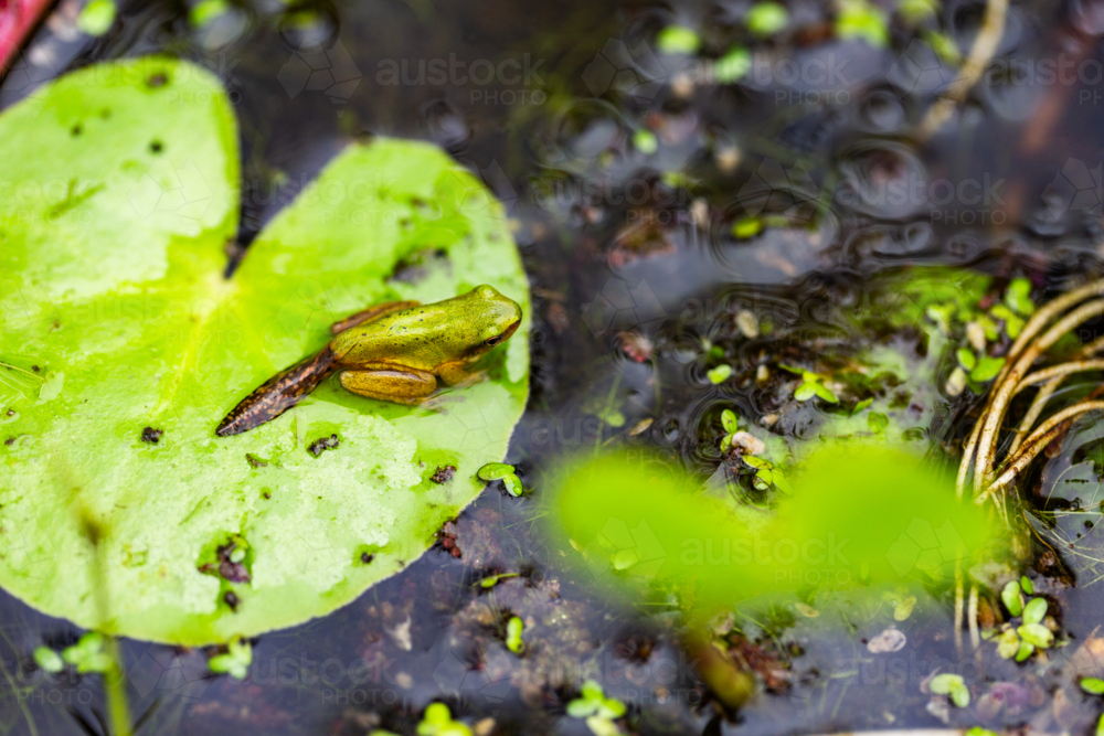 Image of Tiny native frog with tadpole tail still attached sitting on ...