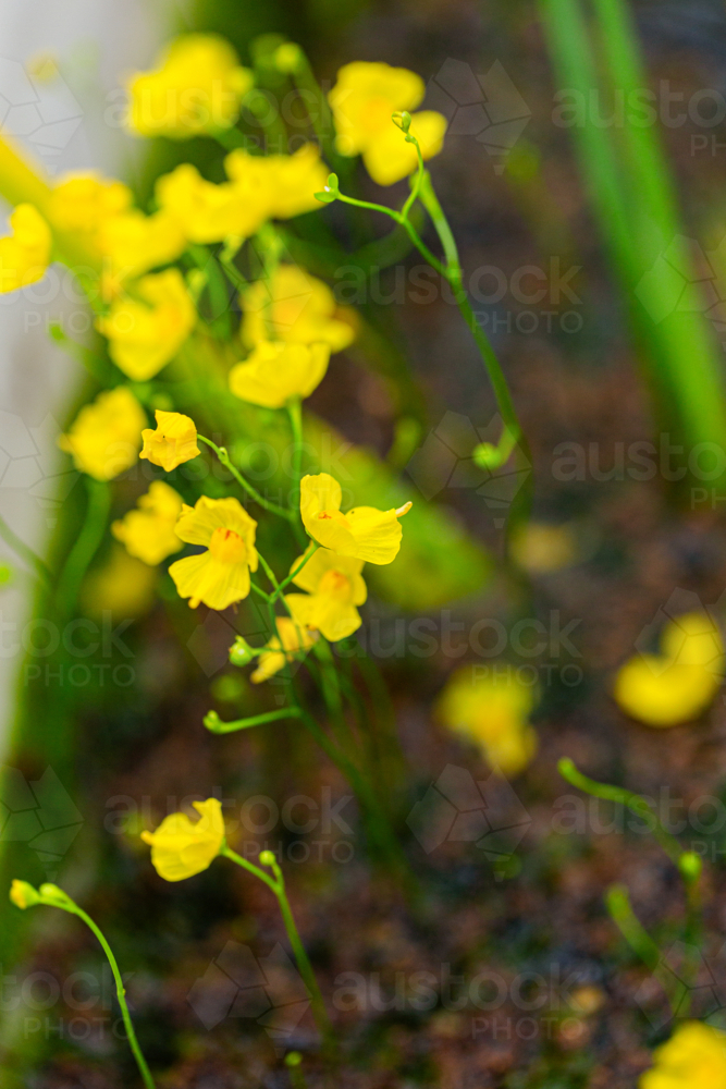 Image of Tiny native yellow bladderwort flowers growing in pond water ...