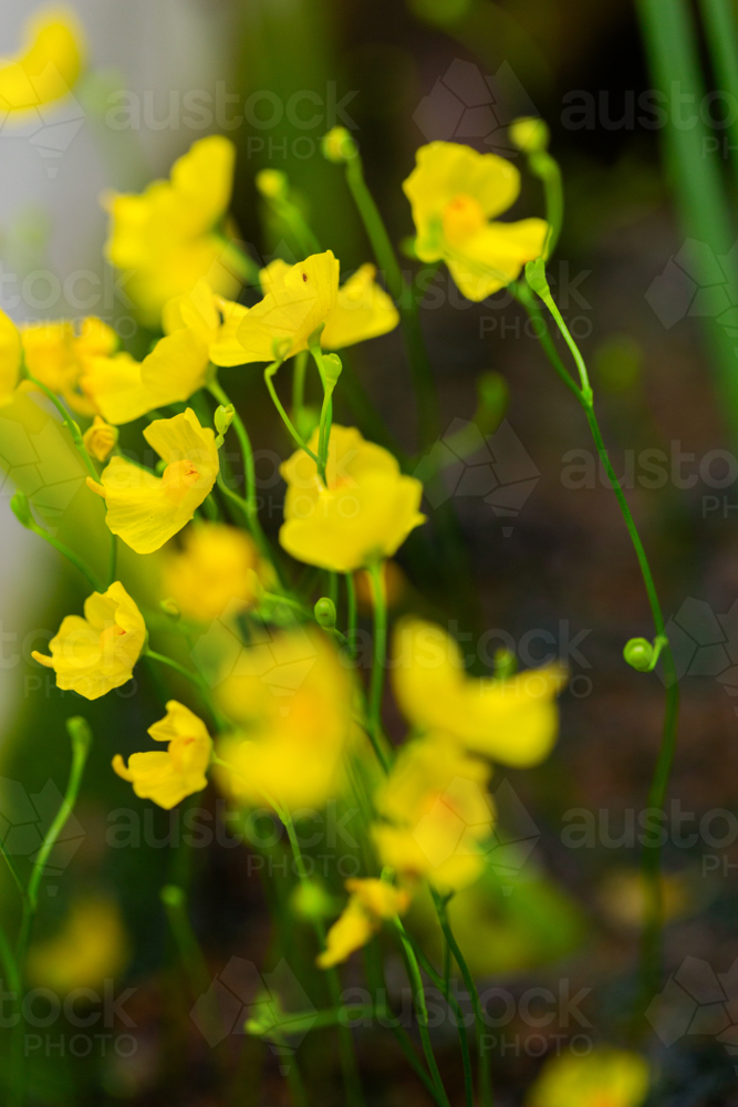 Image of Tiny native yellow bladderwort flowers growing in pond water ...
