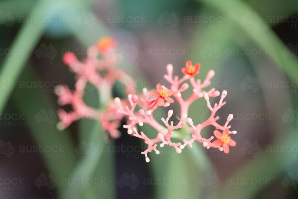 Image of Tiny red flowers - Austockphoto