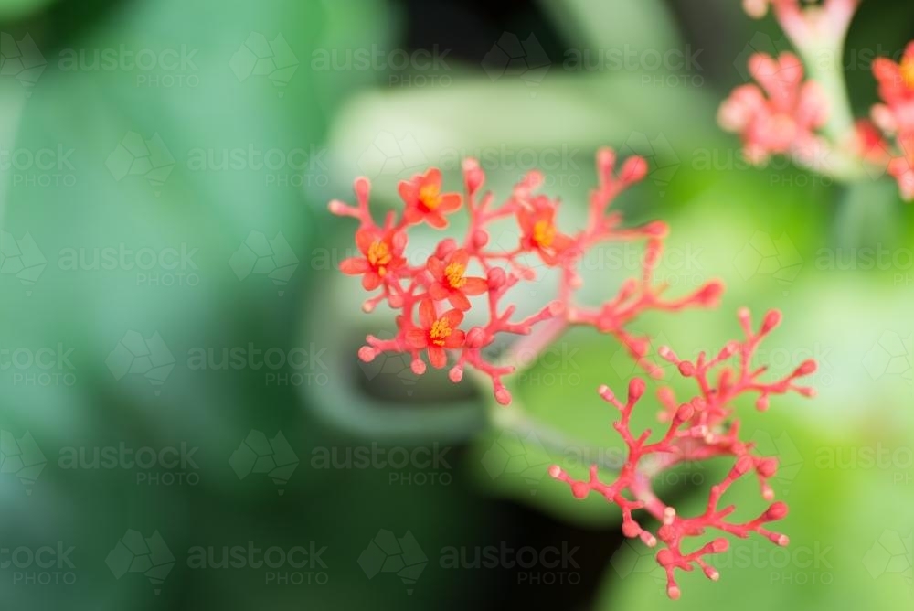 Image of Tiny red flowers - Austockphoto