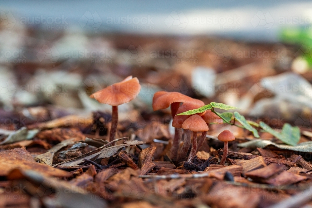 Image of Tiny red orange fungi growing from wood chip in garden ...