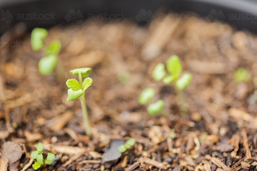 Sage Sprouts