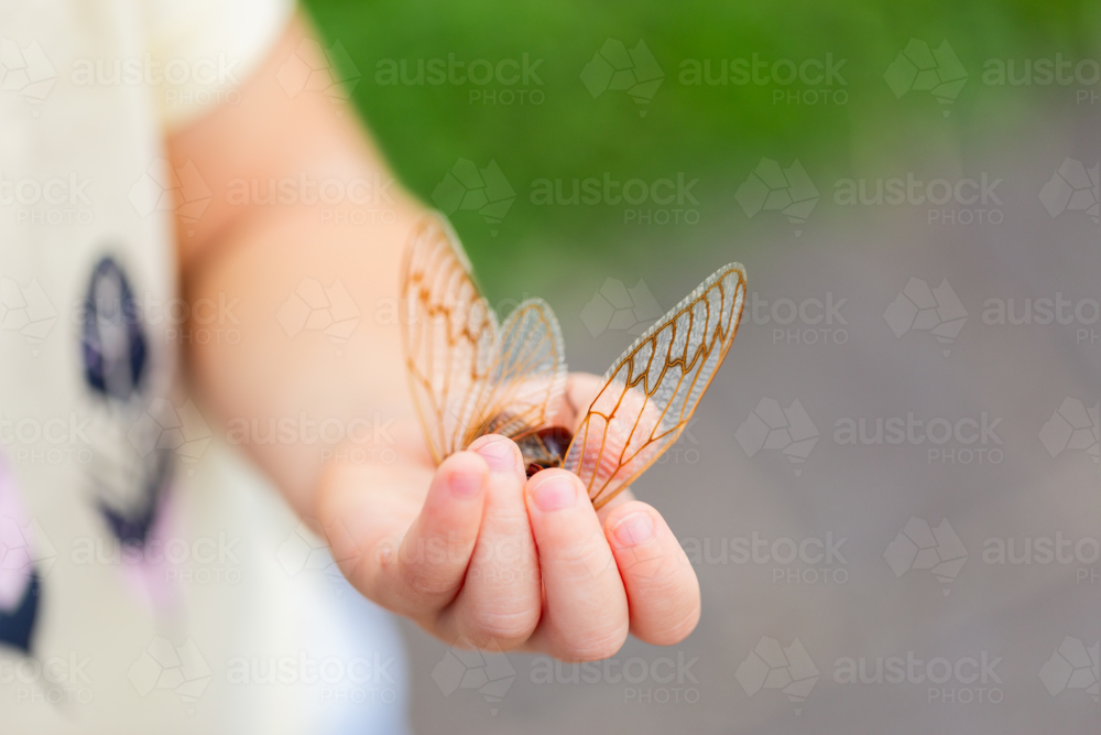 Image of Toddler child out in nature holding dried out wings of cicada ...