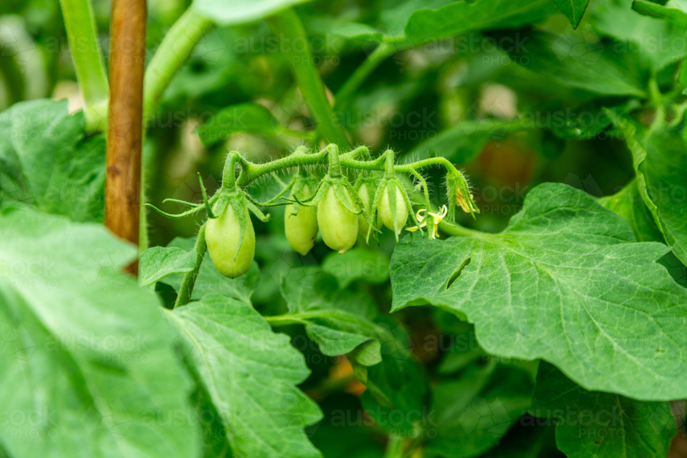 Image of Tomato plants with small young green tomatoes growing in ...