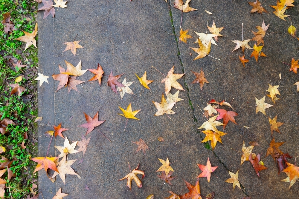 Image of Top-down shot of autumn leaves on damp footpath - Austockphoto