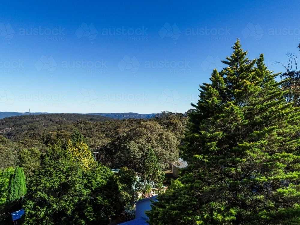 Image of Tops of trees and large pine tree - Austockphoto