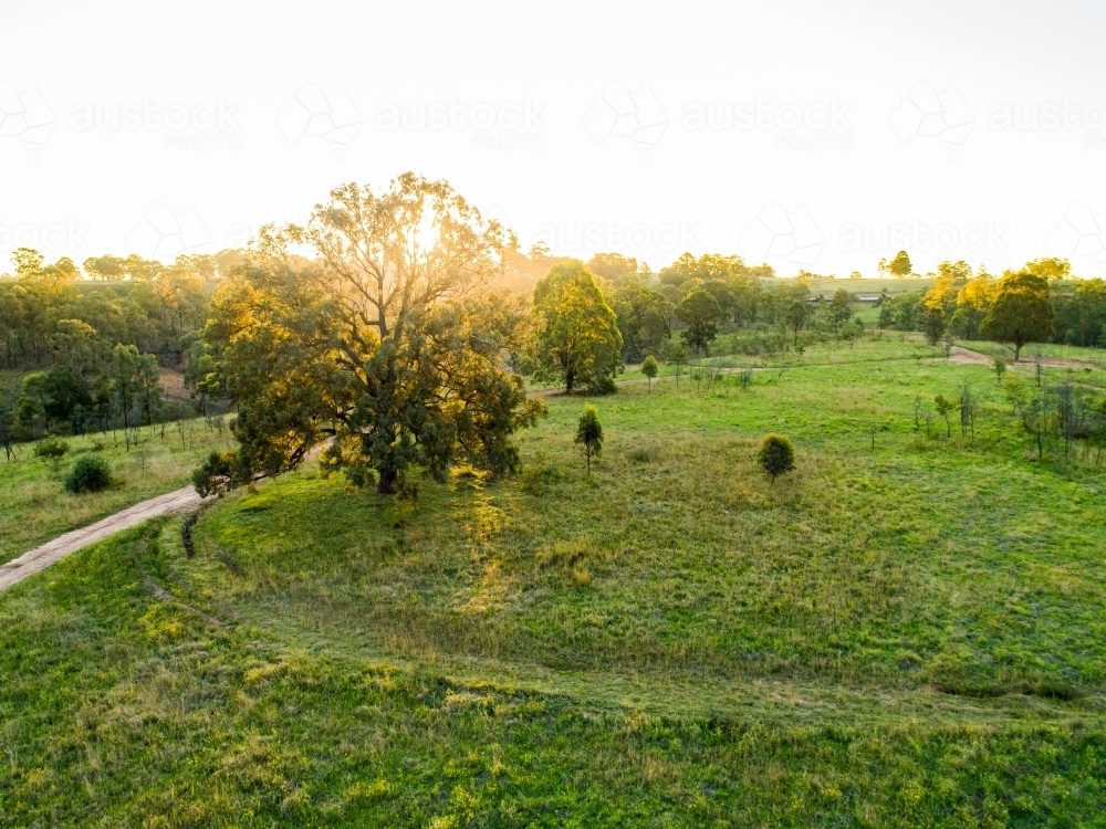 Image of Track through green paddock towards the sunset - Austockphoto