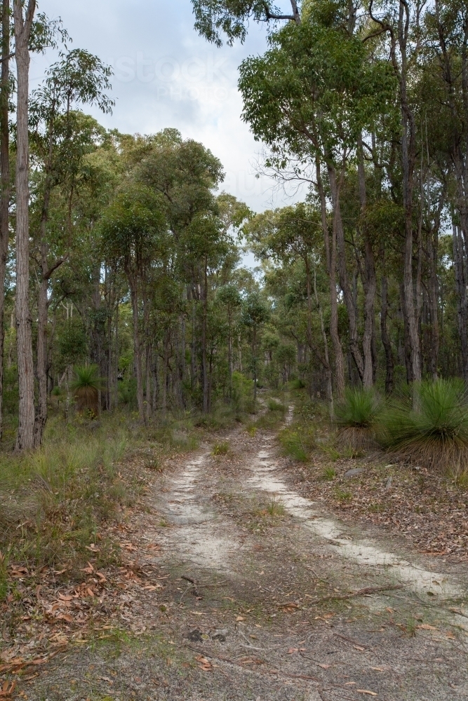 Image of Track through Jarrah Forest with Grass Trees - Austockphoto