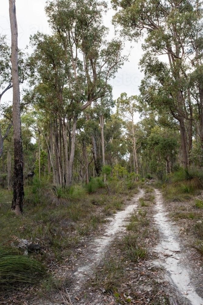 Image of Track through Jarrah Forest with Grass Trees - Austockphoto
