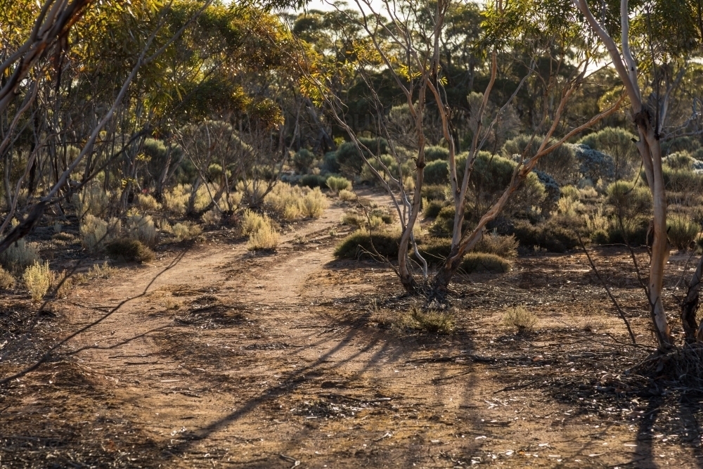 Image of Track winding through mallee woodland - Austockphoto