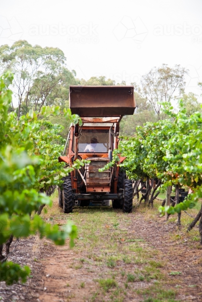 Image of Tractor among vines in vineyard - Austockphoto
