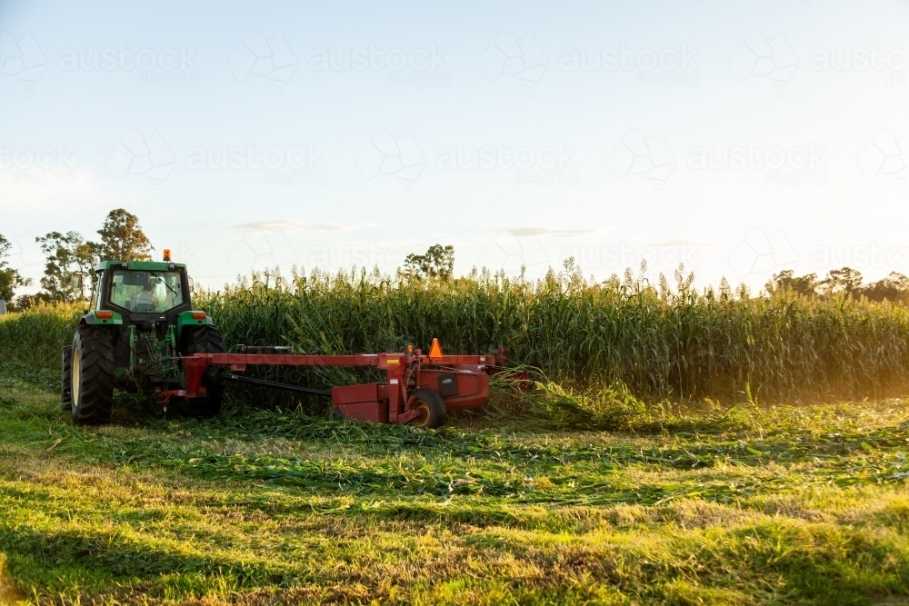 Image of Tractor harvesting forage crop - Austockphoto
