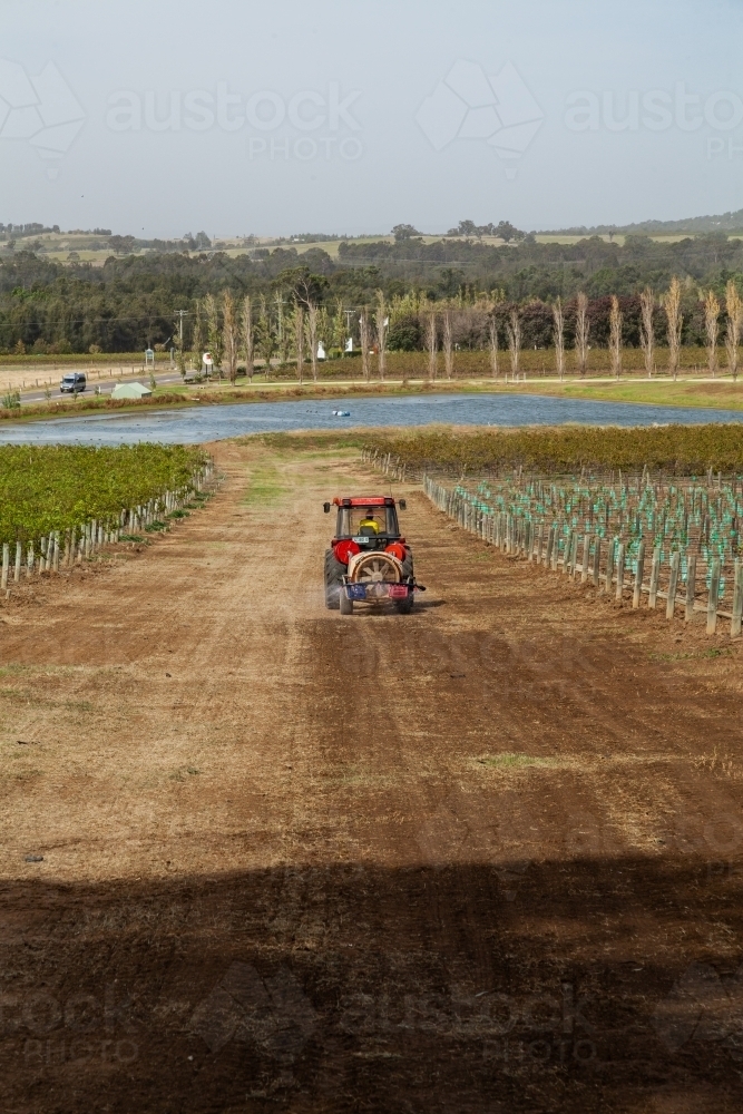 Image of Tractor spraying vineyard beside newly planted grape vines ...