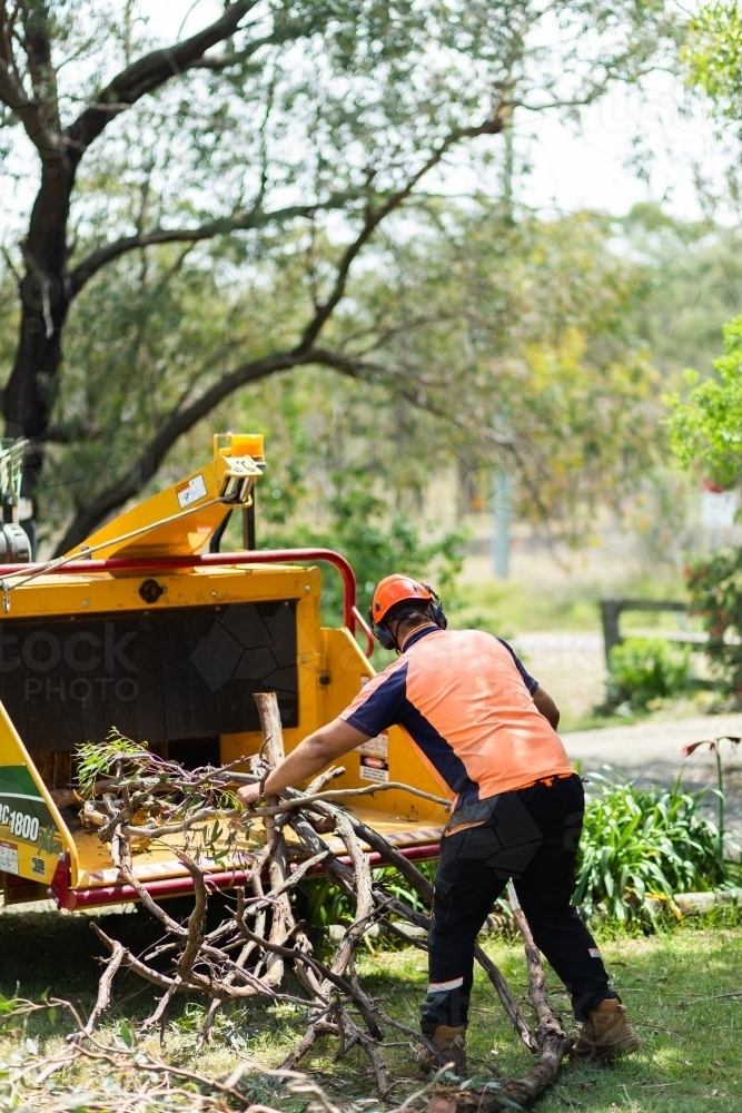 Image of Tradie feeding branches into wood chipping machine - Austockphoto