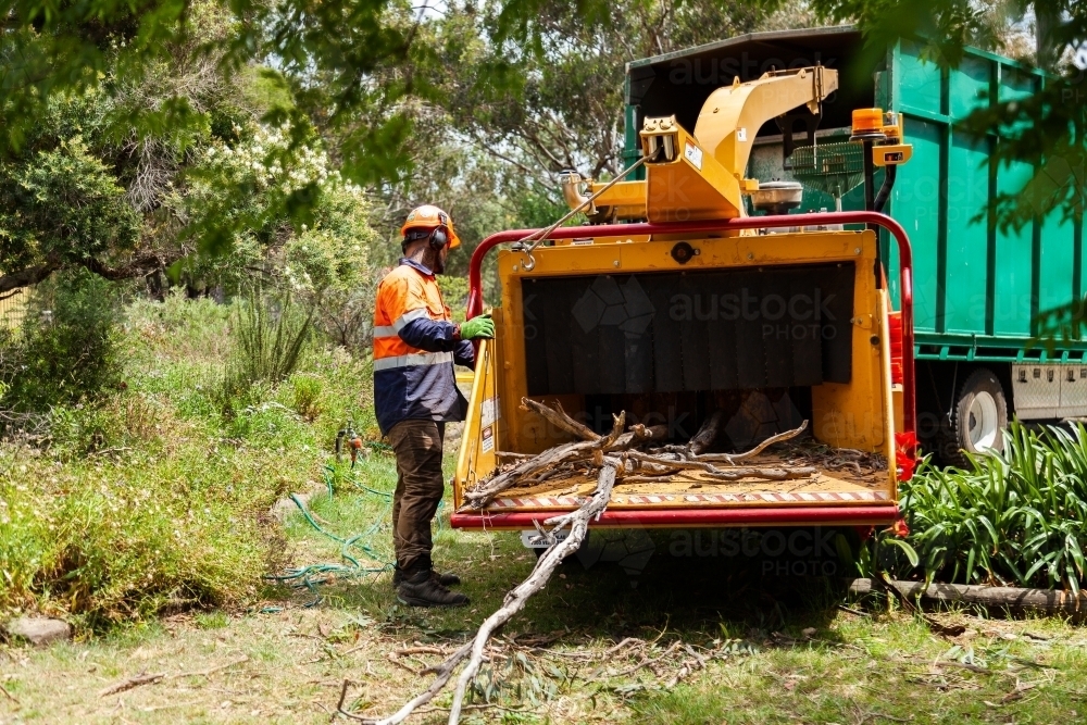 Image of Tradie feeding branches into wood chipping machine - Austockphoto