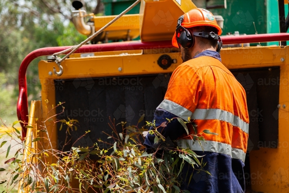Image of Tradie feeding branches into wood chipping machine - Austockphoto
