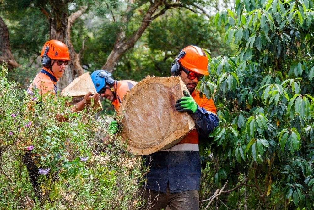 Image of Tradie workman carrying log round of wood away from tree stump ...