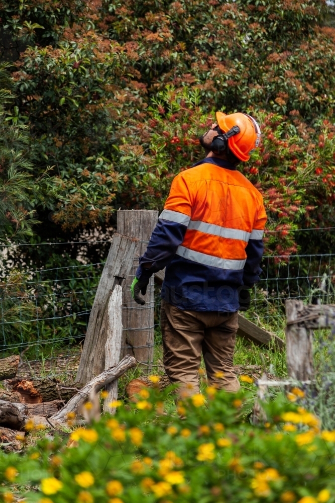 Image of Tradie workman looking up at tree he is helping remove ...