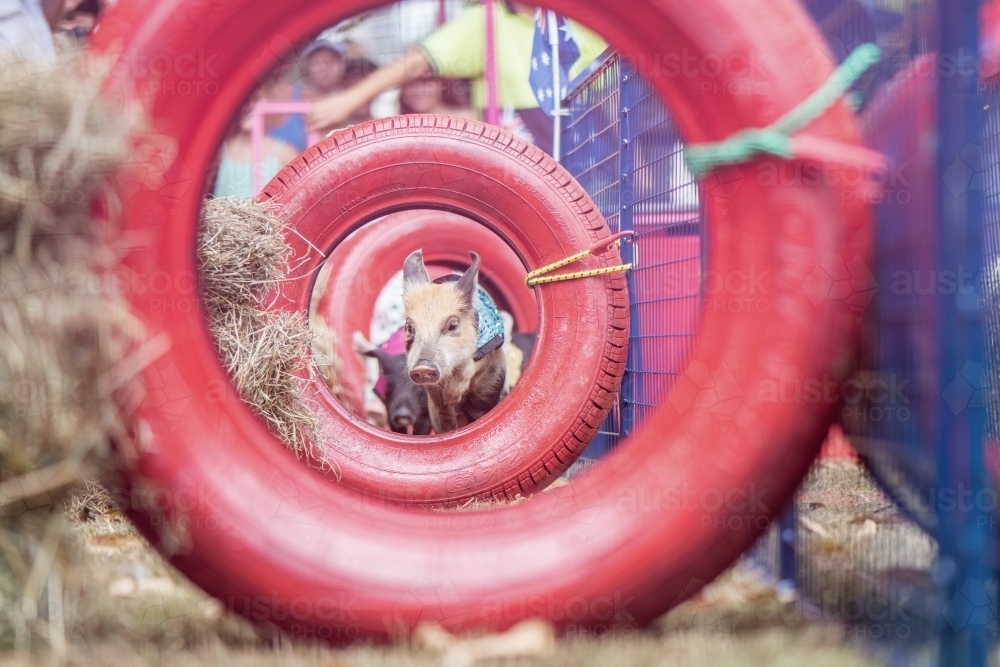 Image of Trained pigs jumping through red tyres - Austockphoto