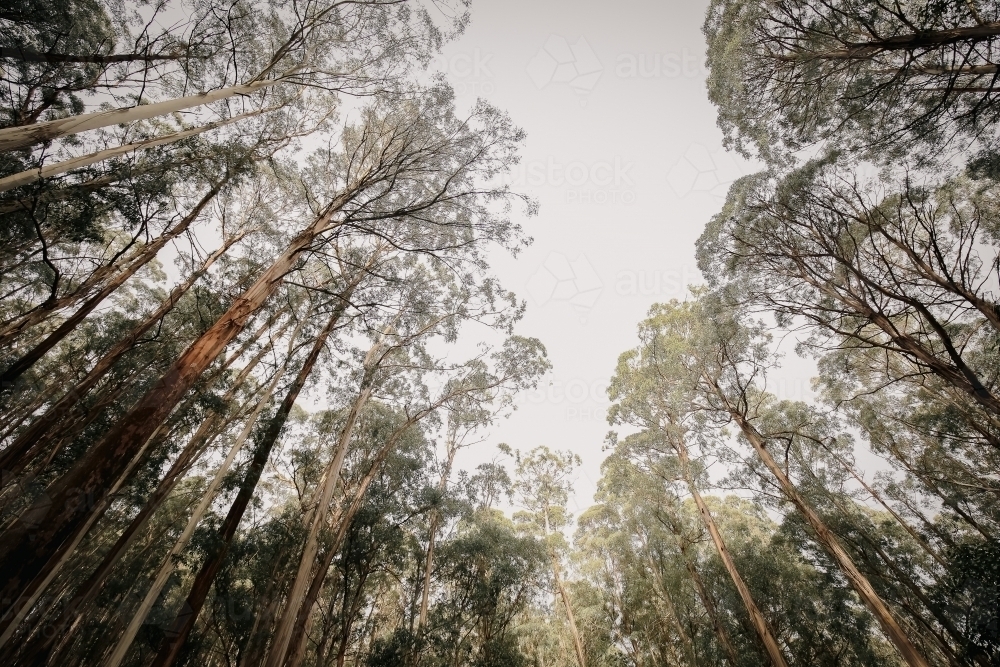 Image of Tree canopy in Victoria's high country in winter - Austockphoto
