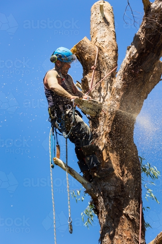 Image of Tree climber using chainsaw to cut a branch off - Austockphoto