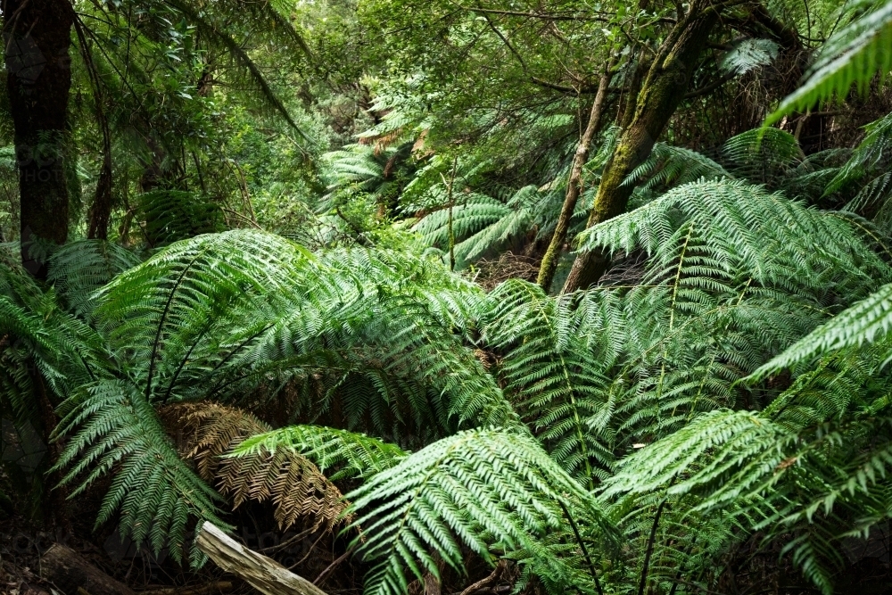 Image of tree ferns on forest floor - Austockphoto