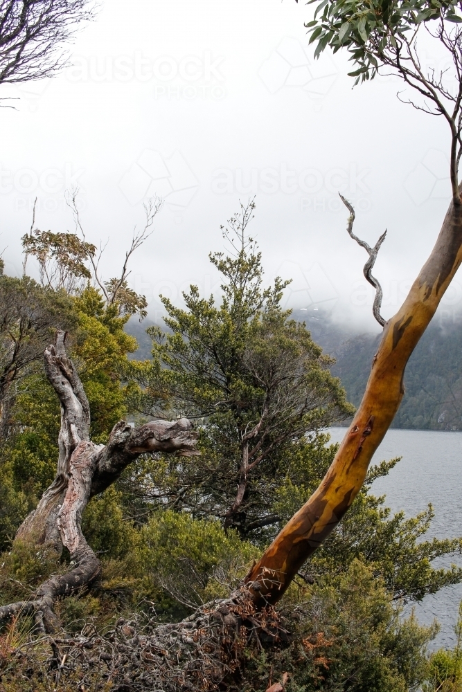 Image of Tree stump and native vegetation, Cradle Mountain - Austockphoto