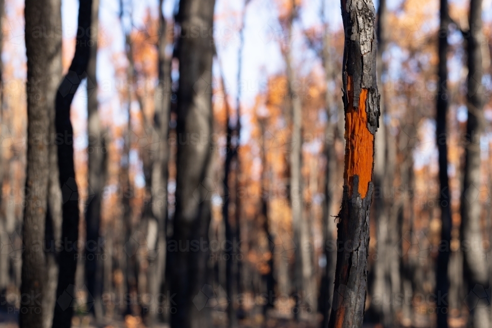 Image of tree trunks after fire showing blackened bark and orange scar ...