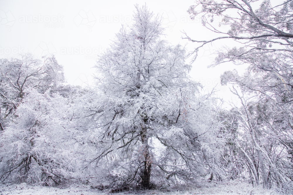 Image of Trees covered in snow, horizontal - Austockphoto