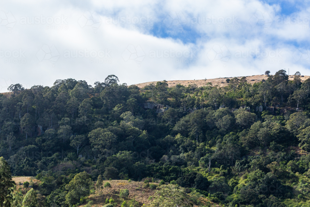 Image of Trees covering hillside - Austockphoto
