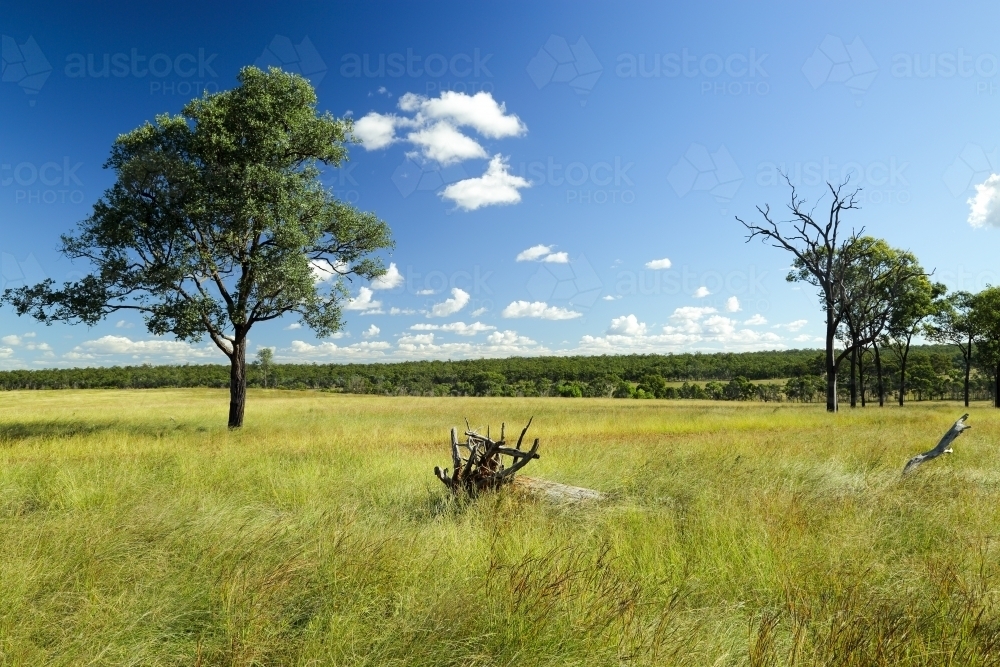 Image of Trees growing in a grassy green paddock against the blue sky ...